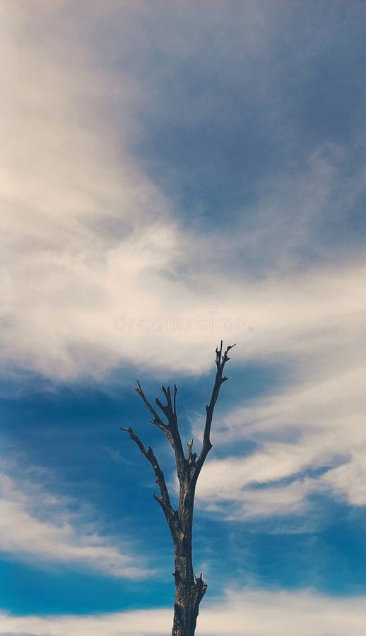 A Dead Tree Stood Alone with Dry Branches Reaching Up To the Sky Stock ...