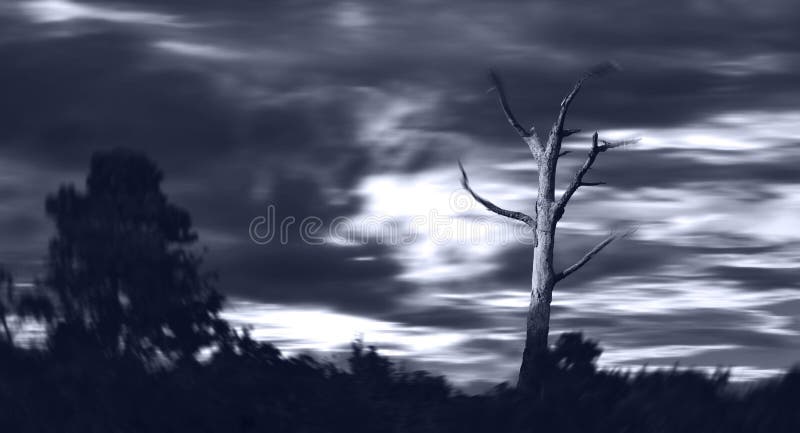 Dead Tree in Storm stock image. Image of bark, dead, wind - 51943069