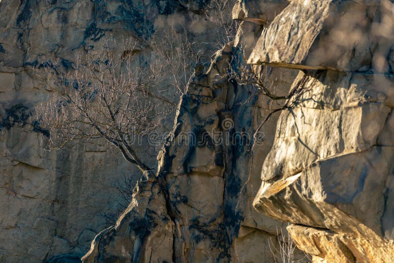 Dead Tree between the Structures of Geological Formation Mount Rocks ...