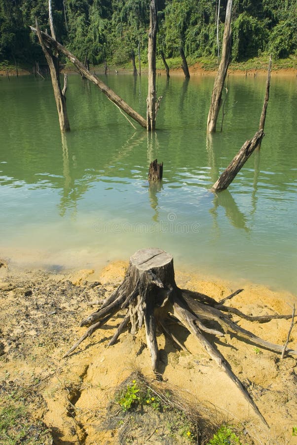 Dead tree stump stock photo. Image of forest, branches - 7165186