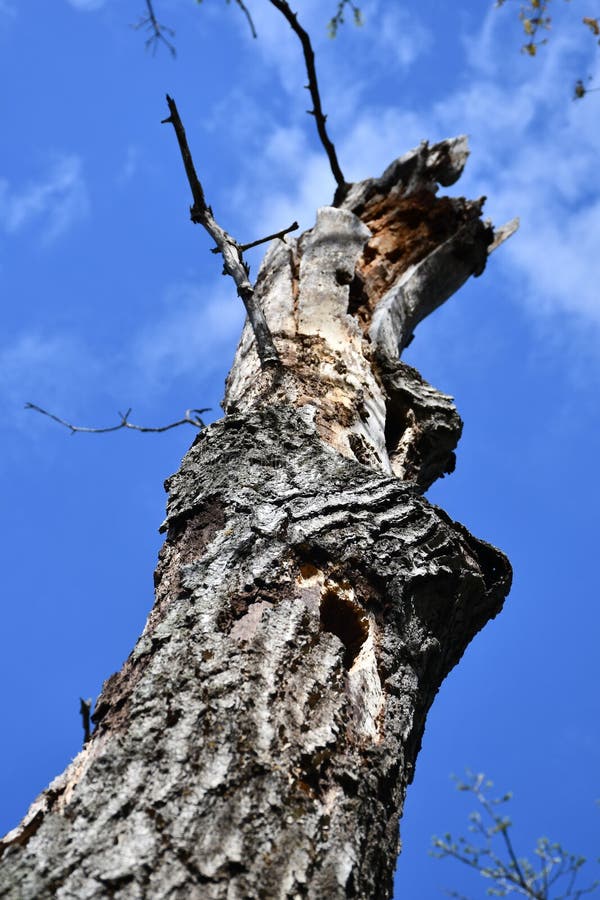 Dead Tree Stump Contrasts Against a Bright Blue Summer Sky Stock Image ...