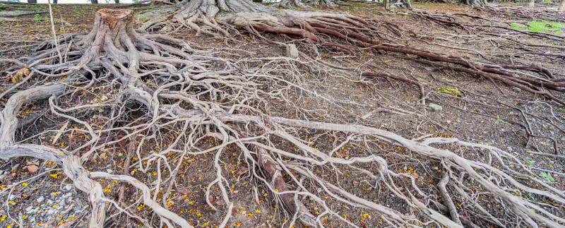 A Dead Tree Stump with Dry Roots Stock Image - Image of plant, tree ...