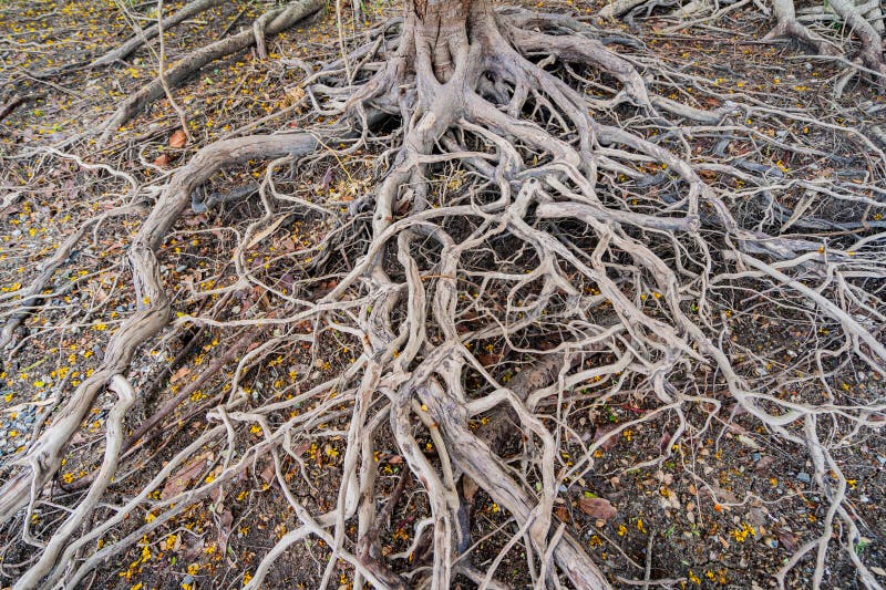 A Dead Tree Stump with Dry Roots Stock Photo - Image of branch, green ...