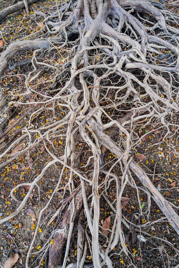 A Dead Tree Stump with Dry Roots Stock Photo - Image of forest, lumber ...