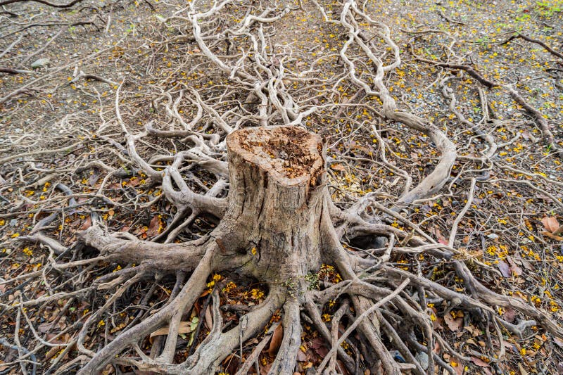 A Dead Tree Stump with Dry Roots Stock Image - Image of texture ...