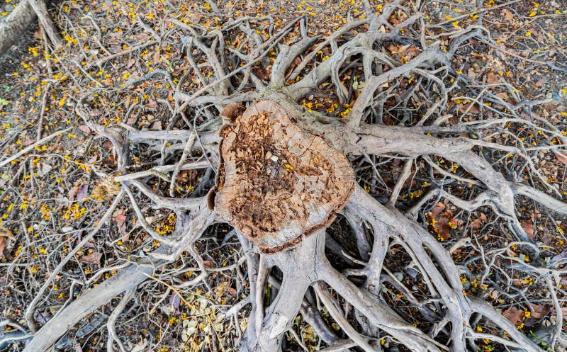 109 Dead Tree Roots Stump Driftwood Stock Photos - Free & Royalty-Free ...