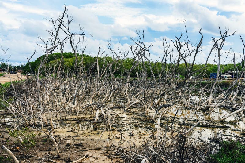 Dead Tree Stump Effect from Natural Disasters and Environmental ...