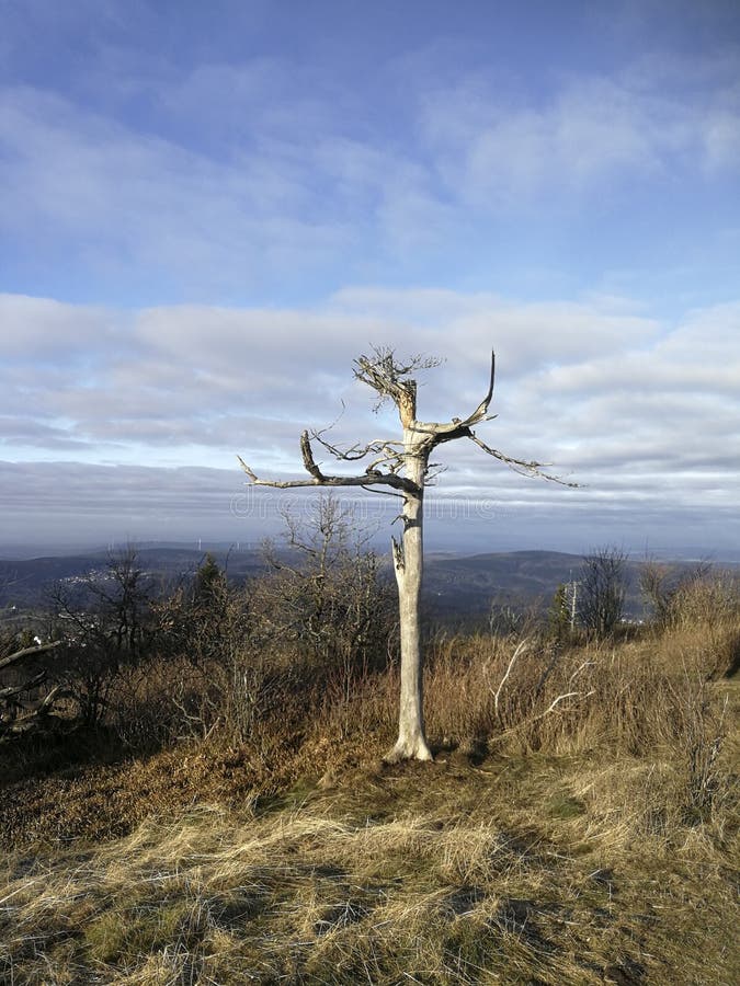 Dead tree stump stock photo. Image of stump, dead, blue - 152095368