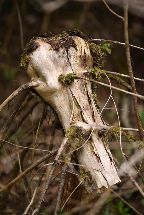 Dead Tree Stump in the Forest Stock Photo - Image of grass, logging ...
