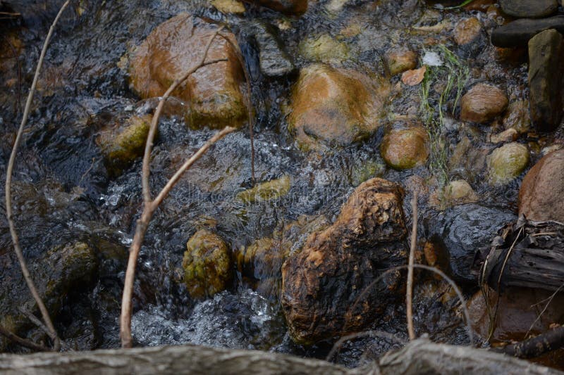 Dead Tree Stump Laying Stream Water Reflection Stock Photos - Free ...