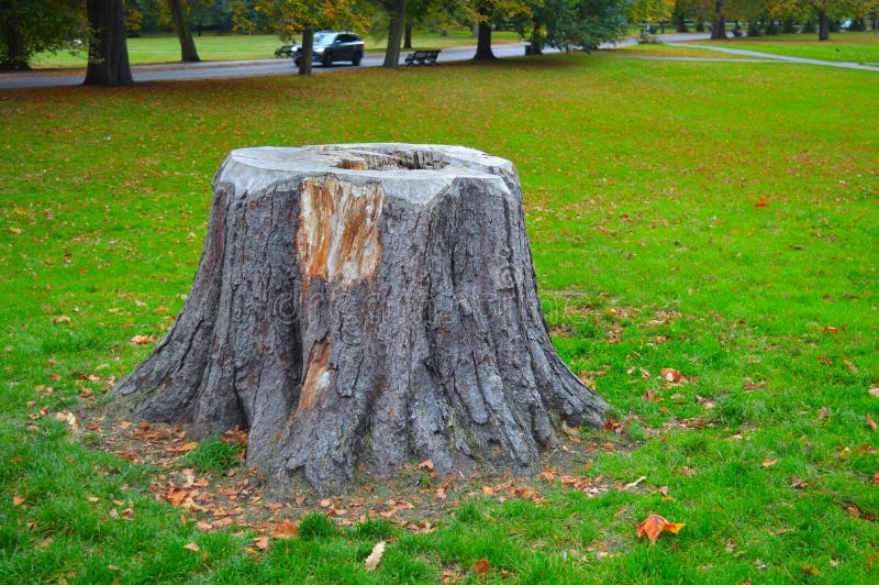 Dead tree stump stock photo. Image of green, environment - 193466376