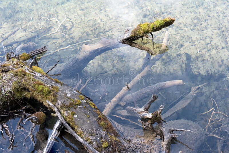 Dead Tree Stump Partly Under Water Reflection Stock Image - Image of ...