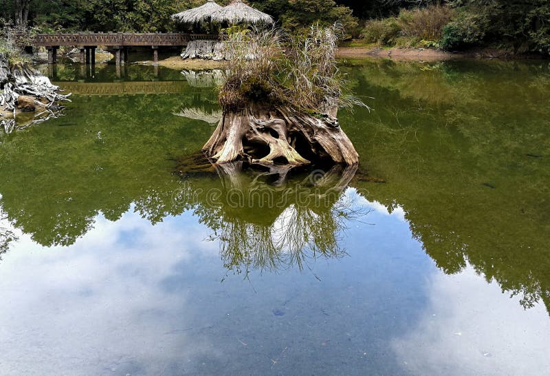 A Dead Tree Stump in the Pond Stock Image - Image of grass, reflection ...