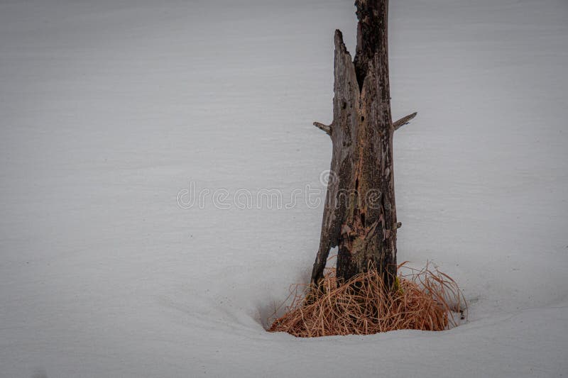 Dead Tree Stump in a Small Clearing in Spring Stock Image - Image of ...