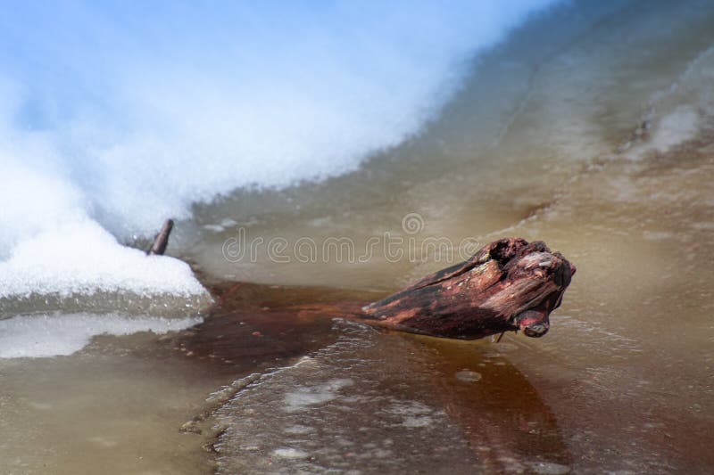 Dead Tree Stump Small Clearing Spring Stock Photos - Free & Royalty ...