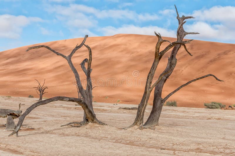 Dead Tree Stumps, with Sand Dune Backdrop, at Deadvlei Stock Image ...