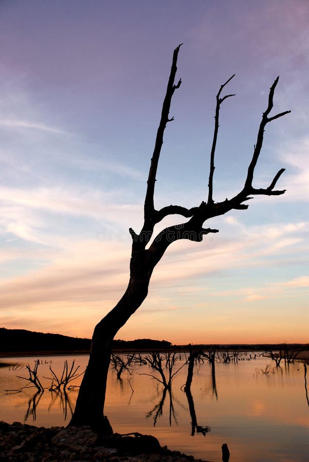 Dead Tree at Sunset stock photo. Image of orange, hill - 10705164