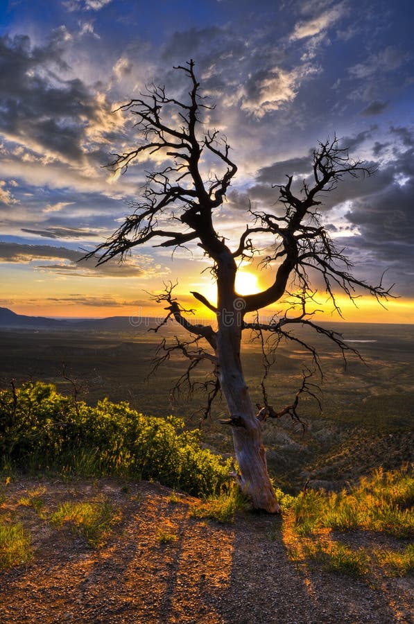 Dead Tree at Sunset stock photo. Image of scenery, horizon - 21043256