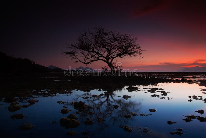 Dead tree at sunset beach stock image. Image of calm - 99807143