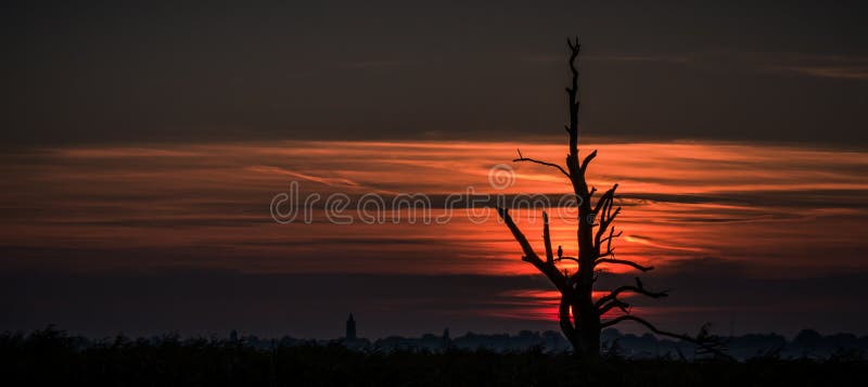 Dead tree in the sunset stock photo. Image of colorful - 102988866