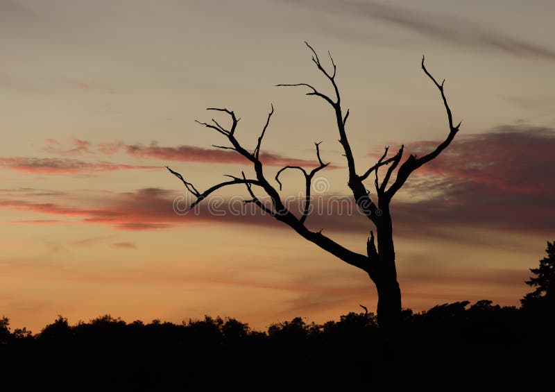 Dead tree at sunset stock photo. Image of setting, outside - 270460004