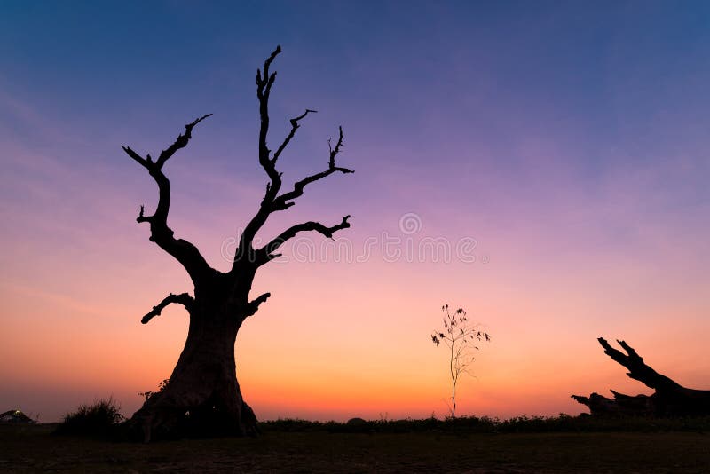 Dead Tree at Sunset Mandalay , Myanmar Stock Image - Image of ...