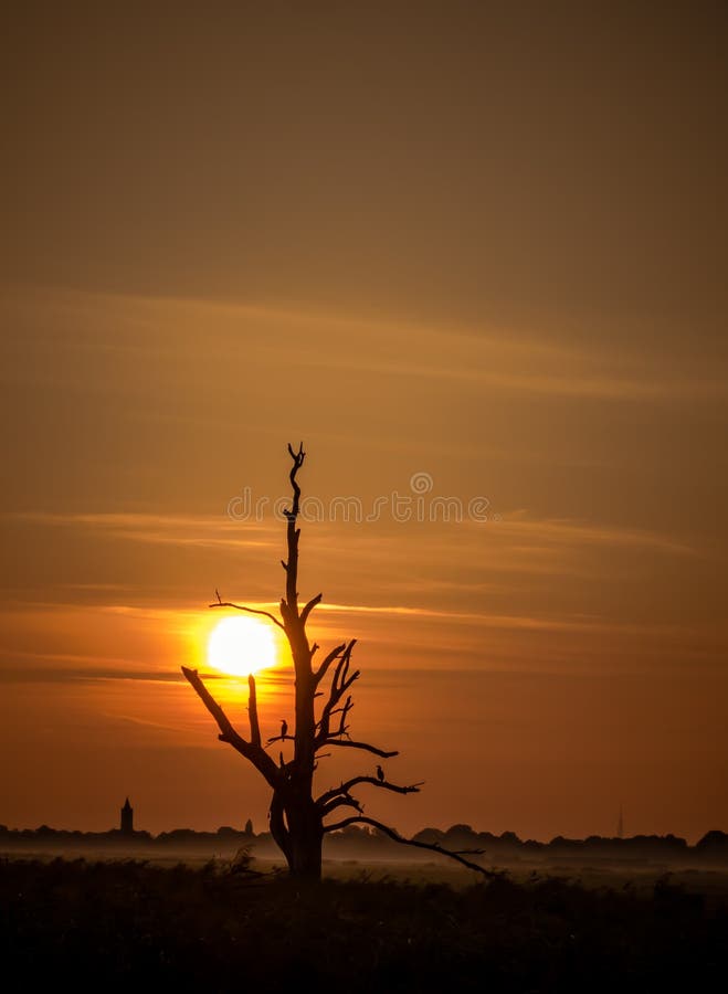Dead tree in the sunset stock photo. Image of sweet - 102988958