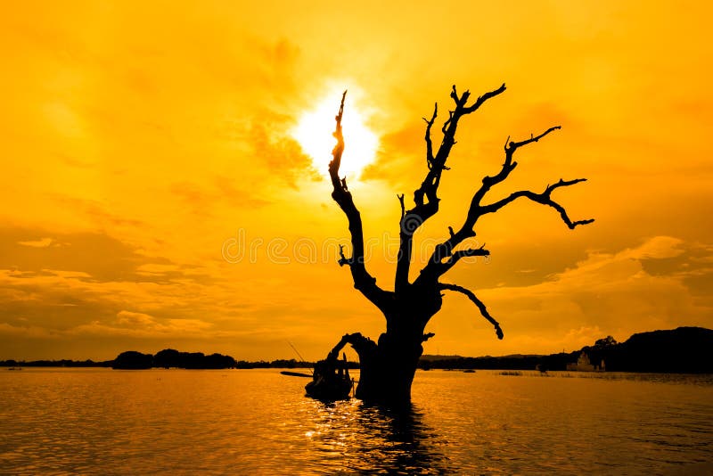 Dead Tree in the Sunset, Myanmar Stock Image - Image of evening ...