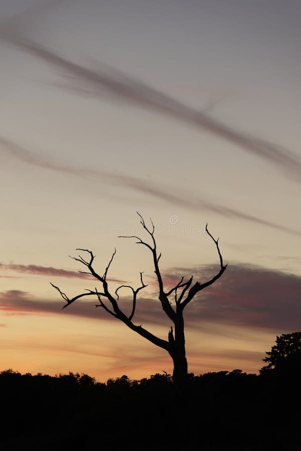 Dead tree at sunset stock photo. Image of dead, bare - 270460028