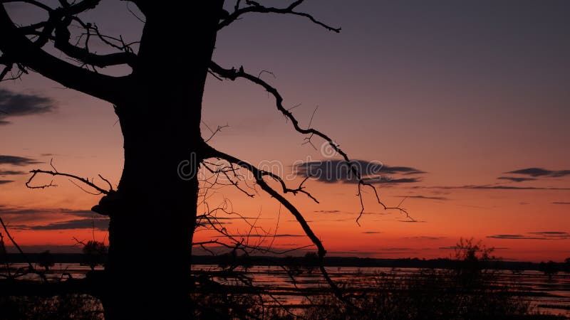 Dead Tree after Sunset Read Landscape Stock Photo - Image of poland ...