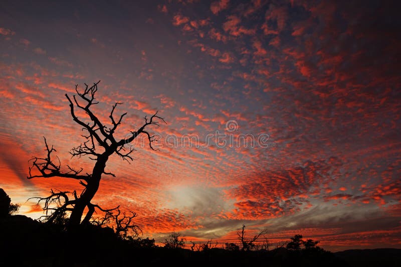 Dead Tree Sunset Silhouette Stock Image - Image of clouds, blue: 166542393