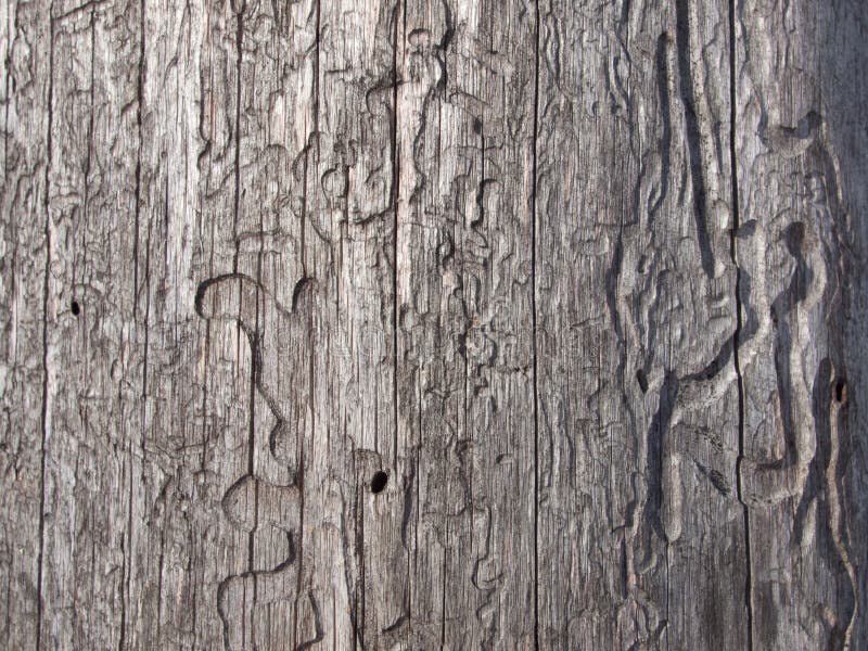 Dead tree surface texture stock photo. Image of wood - 36947998