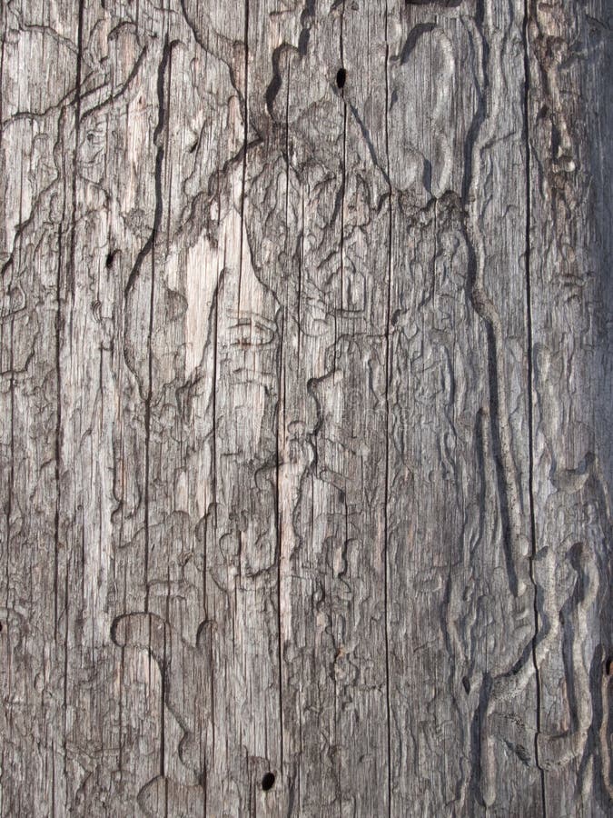 Dead tree surface texture stock image. Image of tree - 36948033