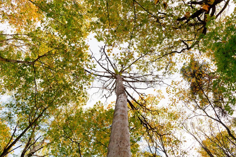Dead Tree Surrounded by Yellow Green Autumn Maples Stock Image - Image ...