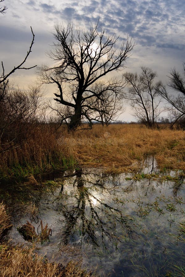 Dead tree in a swamp stock photo. Image of outdoor, bare - 15266118