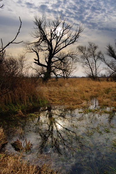 Dead tree in a swamp stock photo. Image of outdoor, bare - 15266118