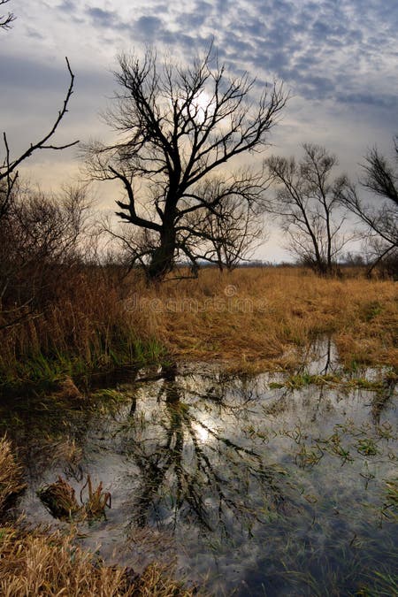 Dead tree in a swamp stock photo. Image of outdoor, bare - 15266118