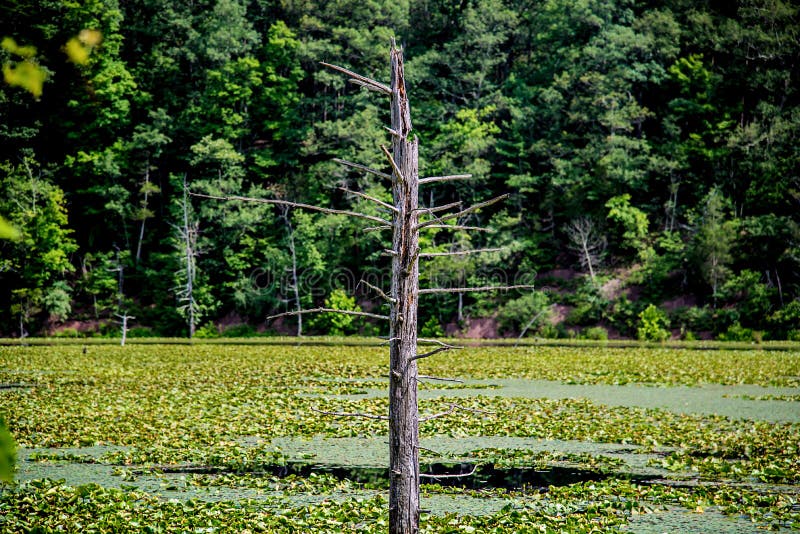 Dead Tree in a swamp lake stock photo. Image of jzaring - 56618578