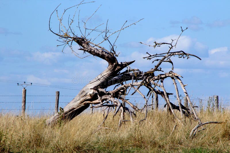 Dead tree stock image. Image of branch, dead, rural - 157990811