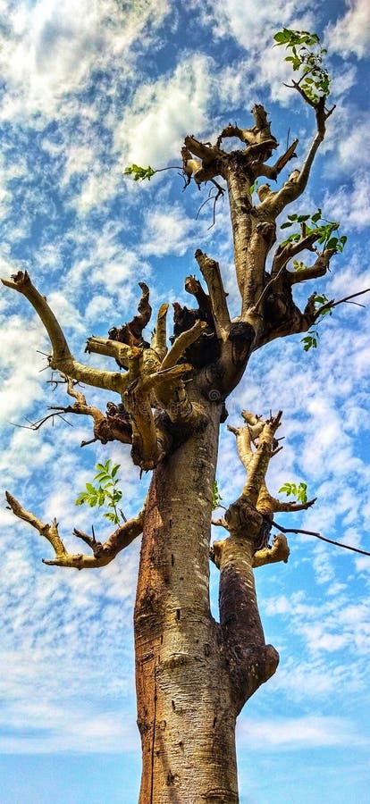 Almost dead tree stock image. Image of tree, dead, still - 210873277