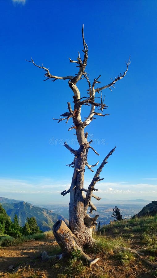 Dead Tree on the Top of Mountain Stock Image - Image of utah, dead ...