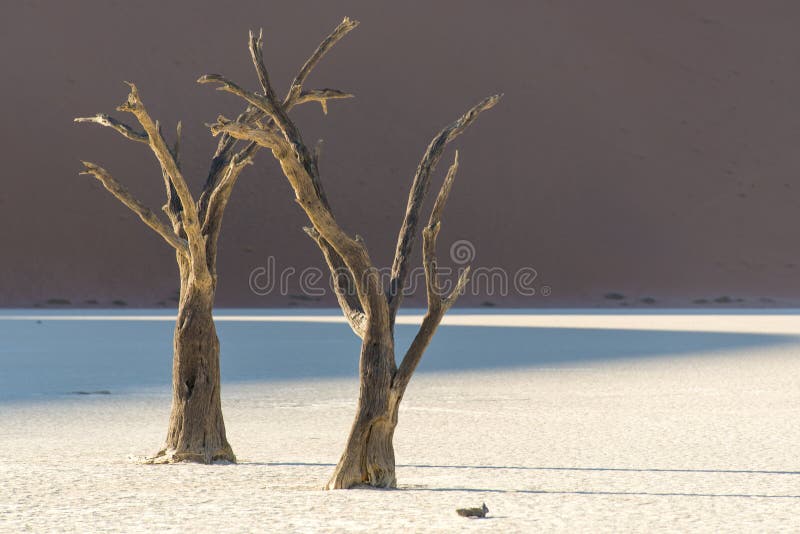 Dead tree 4 stock photo. Image of desert, dead, tree - 69736376