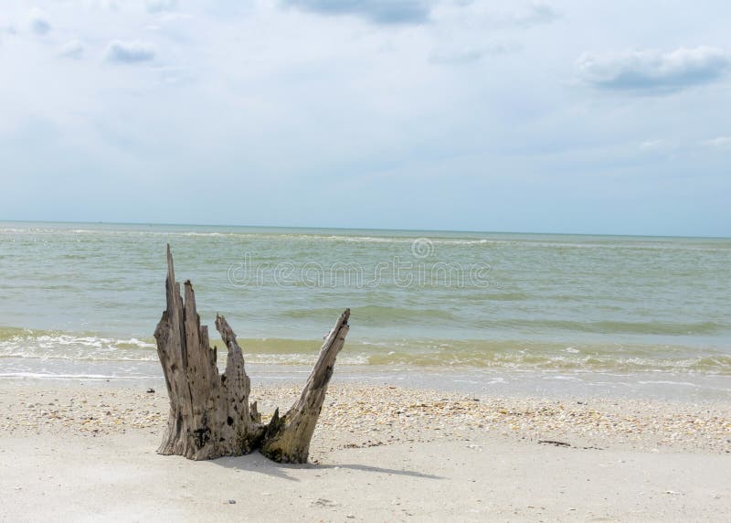 Dead Tree Trunk on the Beach Stock Image - Image of coast, summer ...