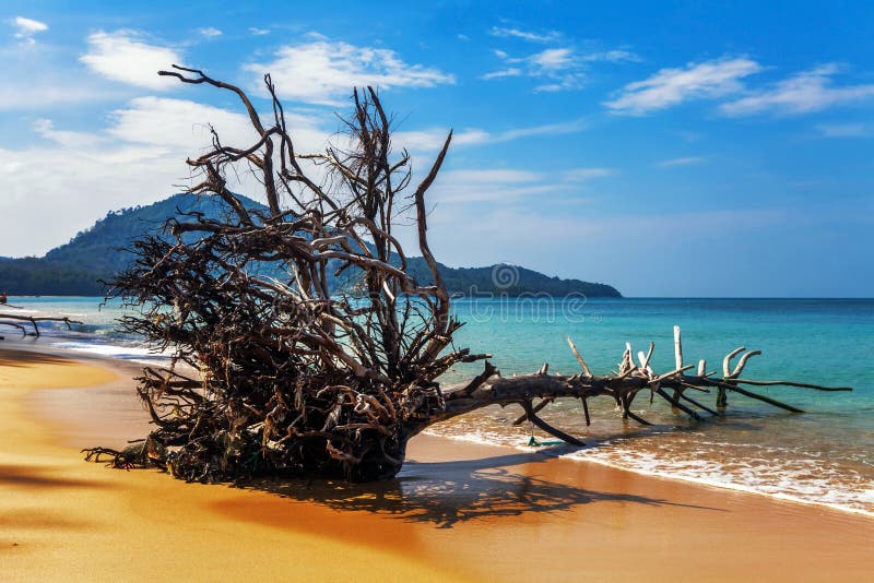 Dead tree trunk on beach stock photo. Image of natural - 33756884