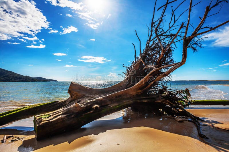 Dead tree trunk on beach stock image. Image of flora - 38764103
