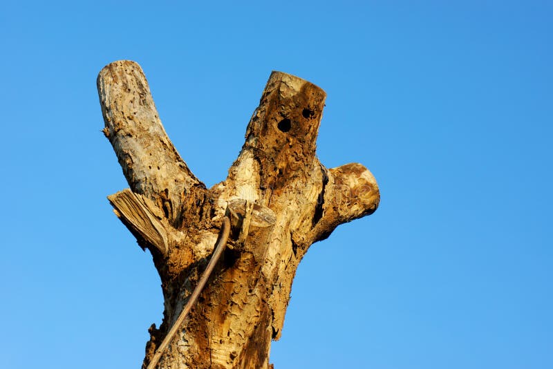 Dead Tree Trunk Blue Sky stock image. Image of white - 40793705