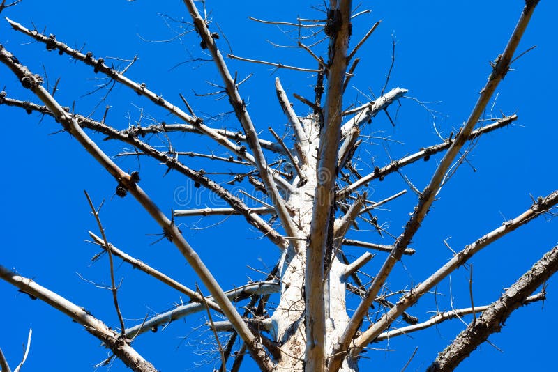 Dead Tree-trunk and Branches in a Pine Forest Plantation Stock Image ...