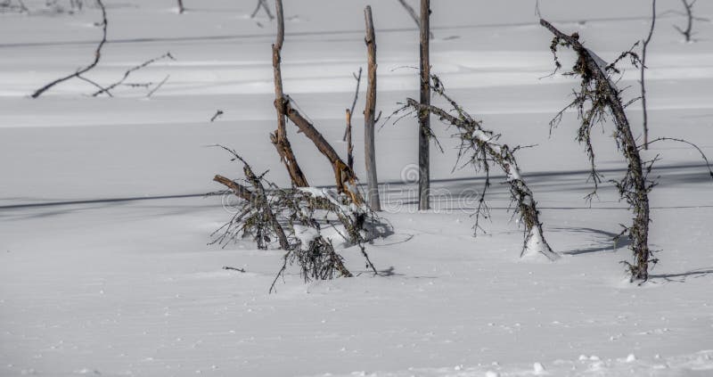 Dead Tree Trunk Covered with Snow Stock Image - Image of frost ...
