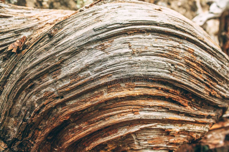 Dry Old Wooden Wavy Pattern Stock Image - Image of material, background ...
