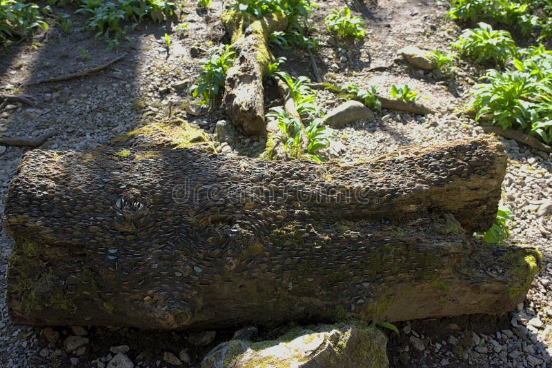 Dead Tree Trunk Fallen on the Ground Stock Photo - Image of bark ...